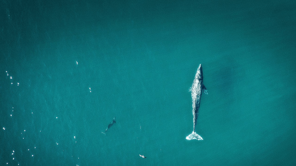 Optimiser la sécurité et la taille de ses containers avec Distroless